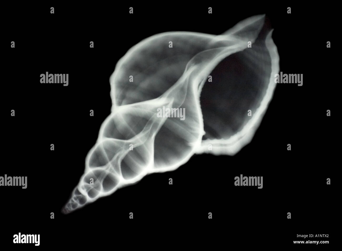xray of sea shell Stock Photo - Alamy