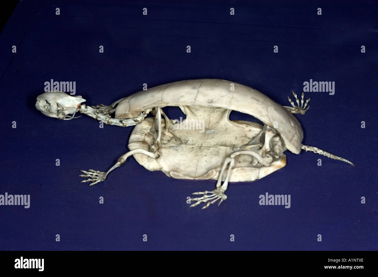 skeleton of a spotted turtle Clemmys guttata with the carapace ...
