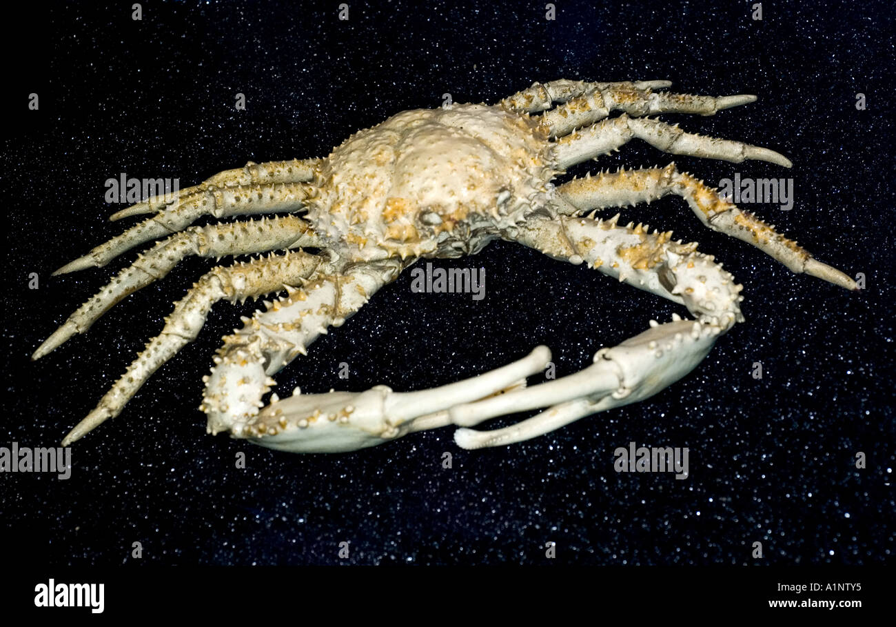 stone crab crustacean Stock Photo - Alamy