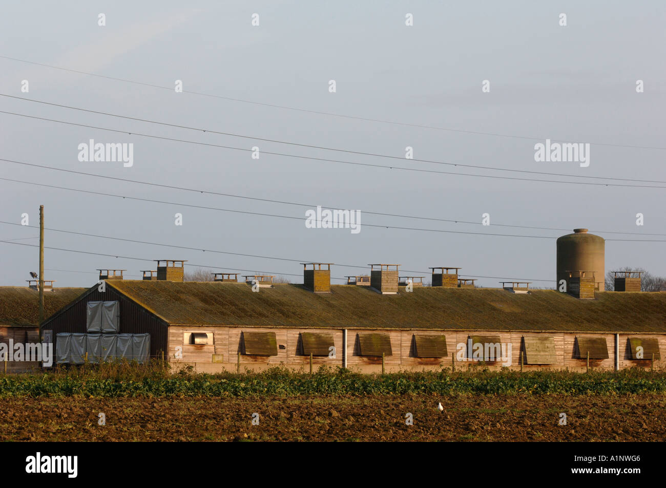 Battery farm buildings Stock Photo - Alamy