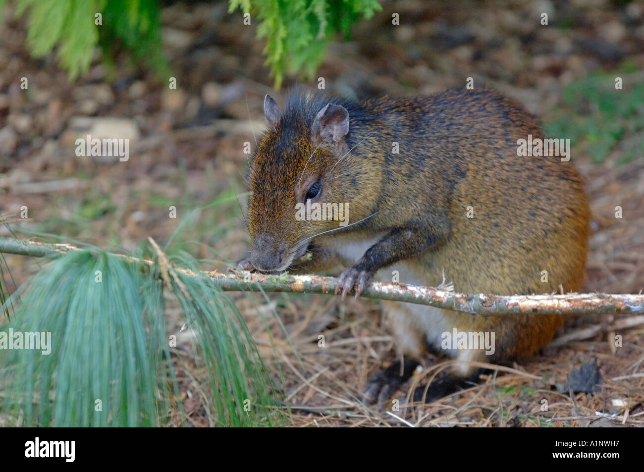 Golden agouti hi-res stock photography and images - Alamy