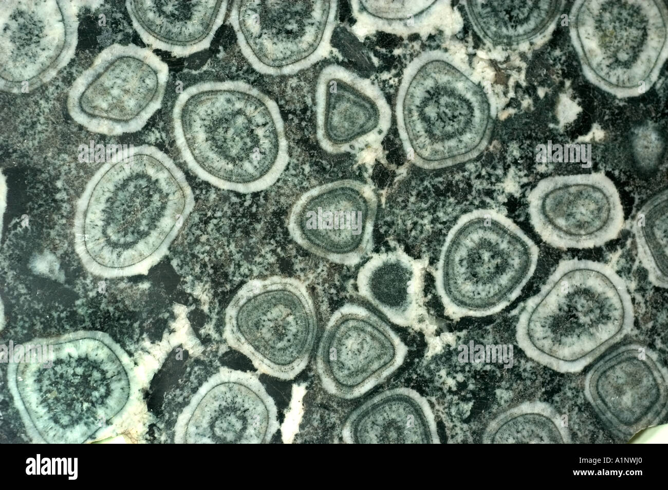 Porphyritic texture hi-res stock photography and images - Alamy