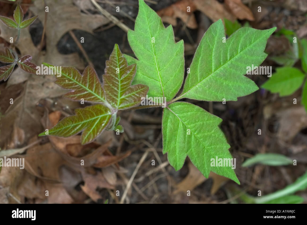 Rhus dermatitis hi-res stock photography and images - Alamy
