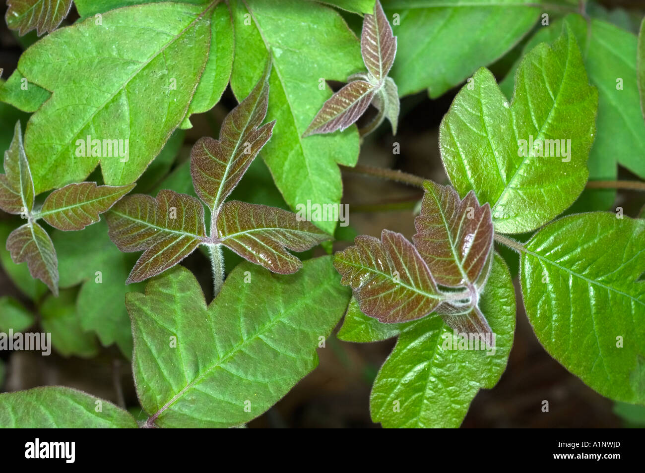 Rhus dermatitis hi-res stock photography and images - Alamy