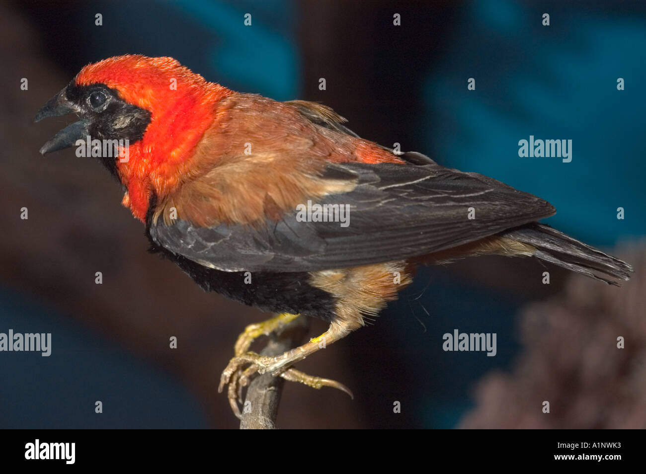 Red bishop bird taxidermy museum specimen Stock Photo - Alamy