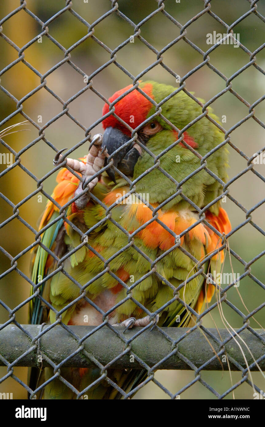 Red-Fronted Mackaw (Ara rubrogenys Stock Photo - Alamy