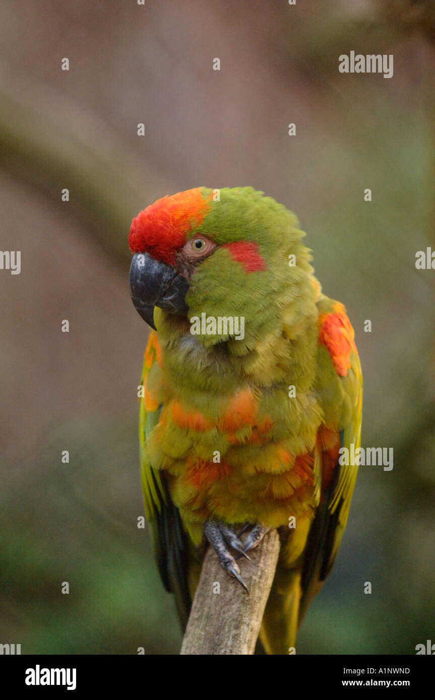 Red-Fronted Mackaw (Ara rubrogenys Stock Photo - Alamy