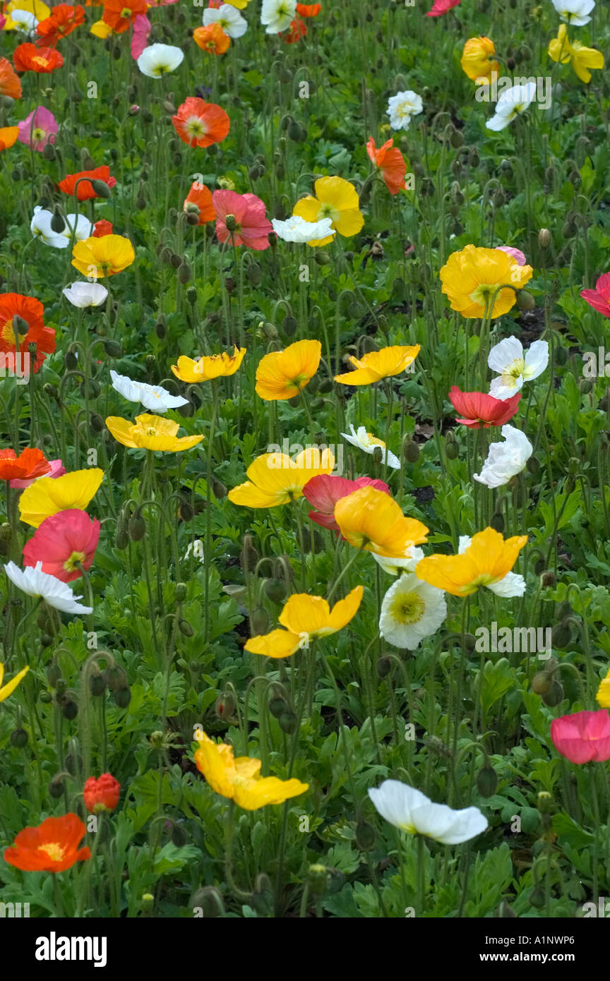 Iceland poppy Champagne Bubbles Papaver nudicaule Poppy family ...