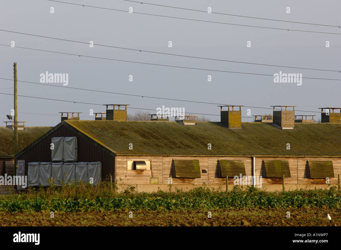Battery farm buildings Stock Photo - Alamy