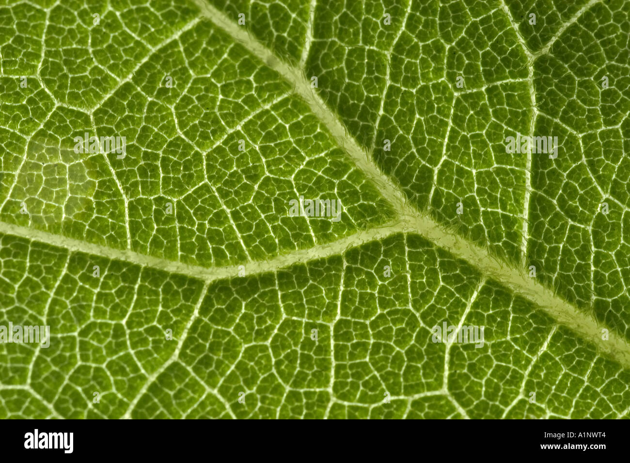 Leaf venation hi-res stock photography and images - Alamy