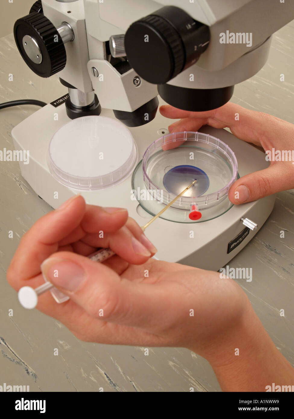 Horse embryo hi-res stock photography and images - Alamy