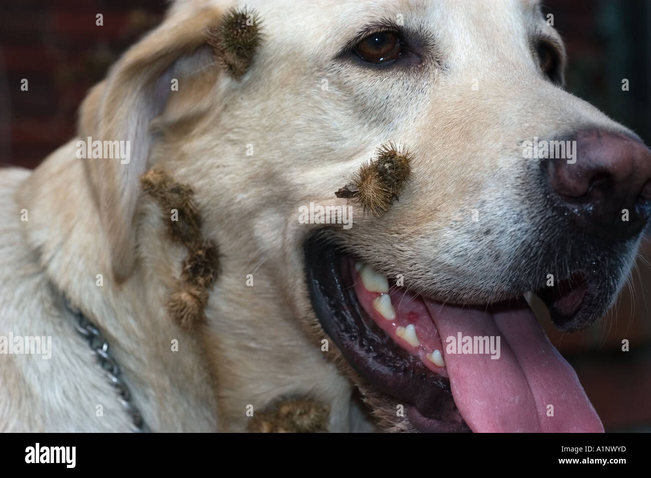 Bur dog hi-res stock photography and images - Alamy