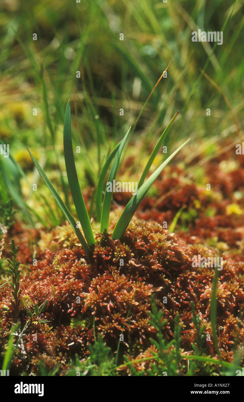 Grass blades pushing through Sphagnum Moss Stock Photo - Alamy