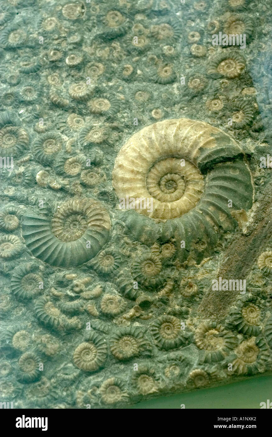 fossil ammonite shells Stock Photo - Alamy