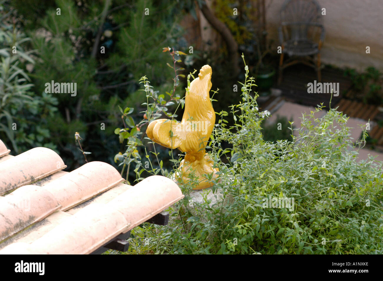 French cockerel hi-res stock photography and images - Alamy