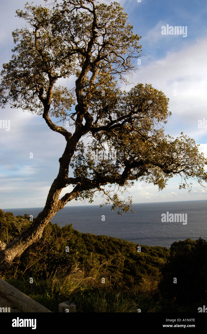 tree on coast line of the cote d'azur Stock Photo - Alamy