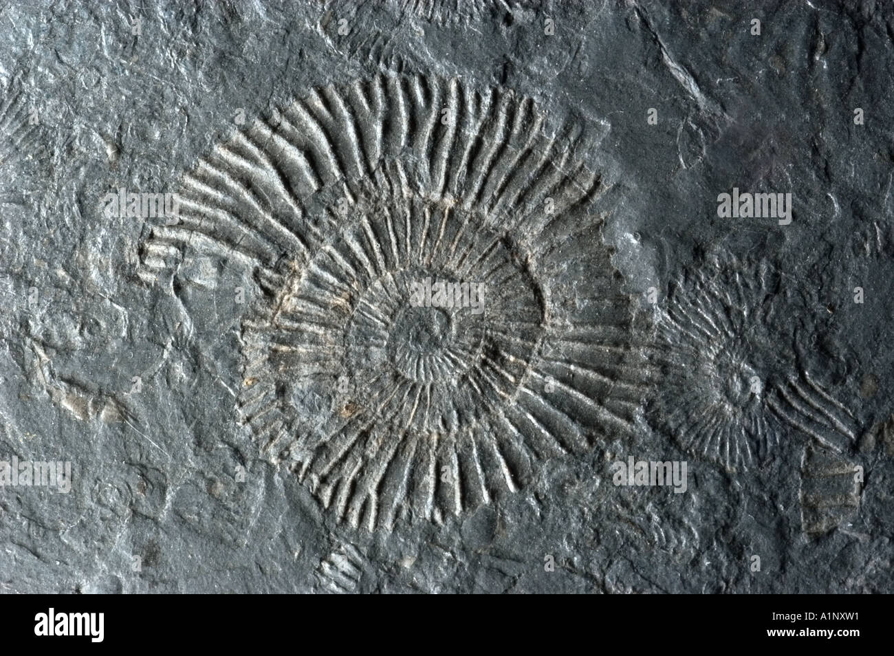 Fossiliferous ammonite hi-res stock photography and images - Alamy