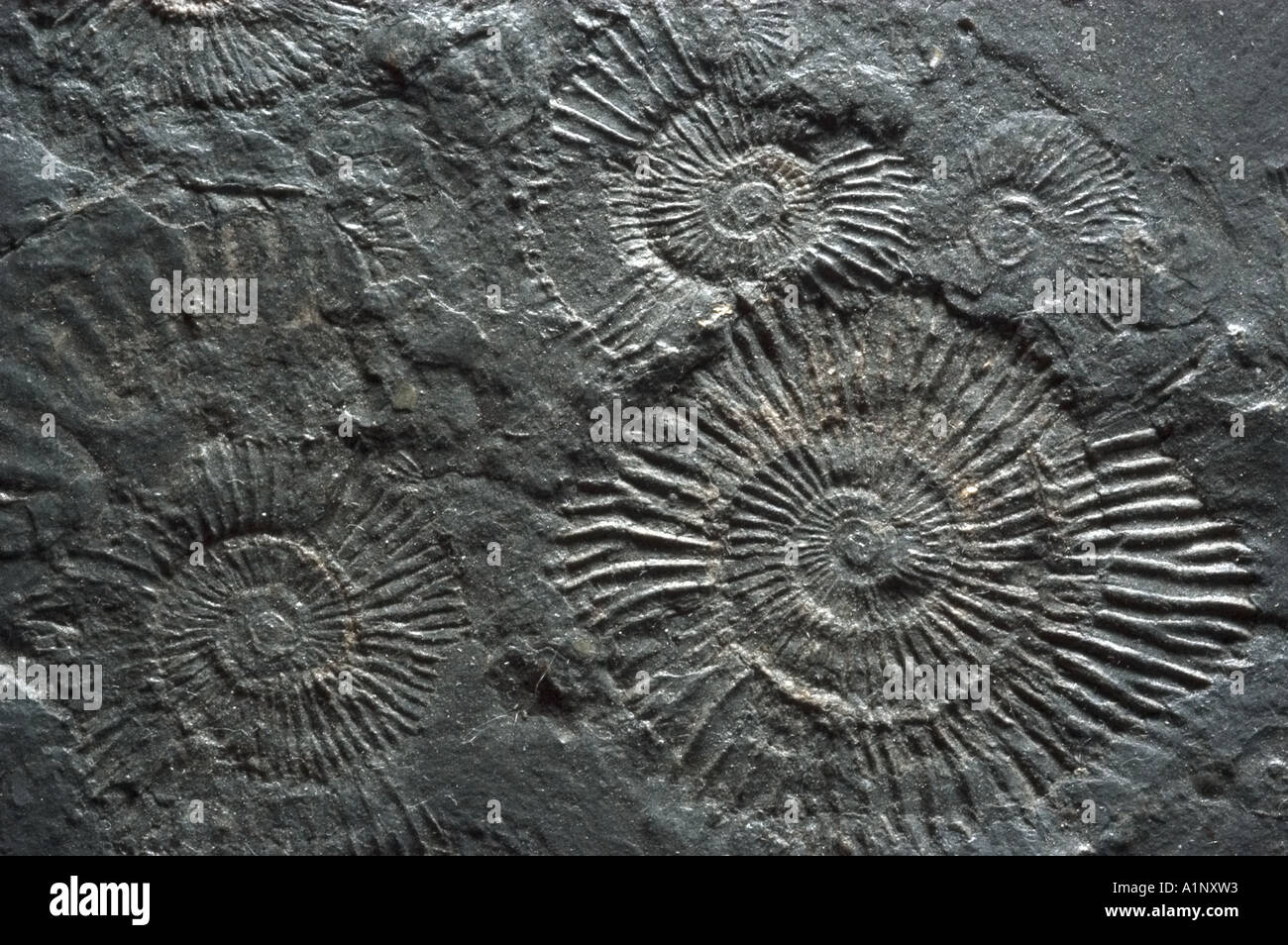 Ammonite shells hi-res stock photography and images - Alamy