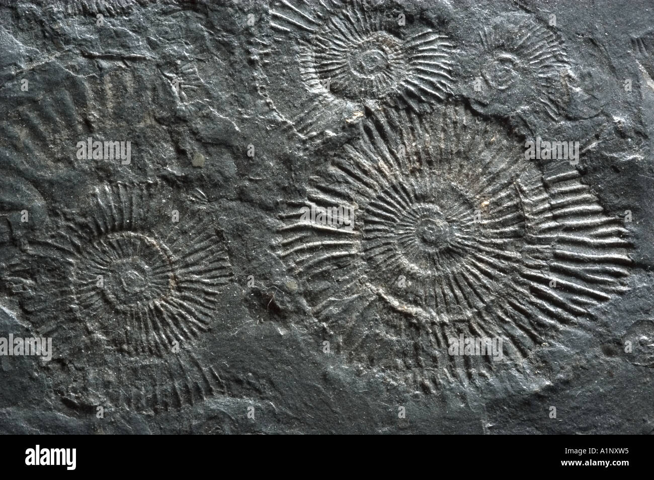 Ammonite shells hi-res stock photography and images - Alamy