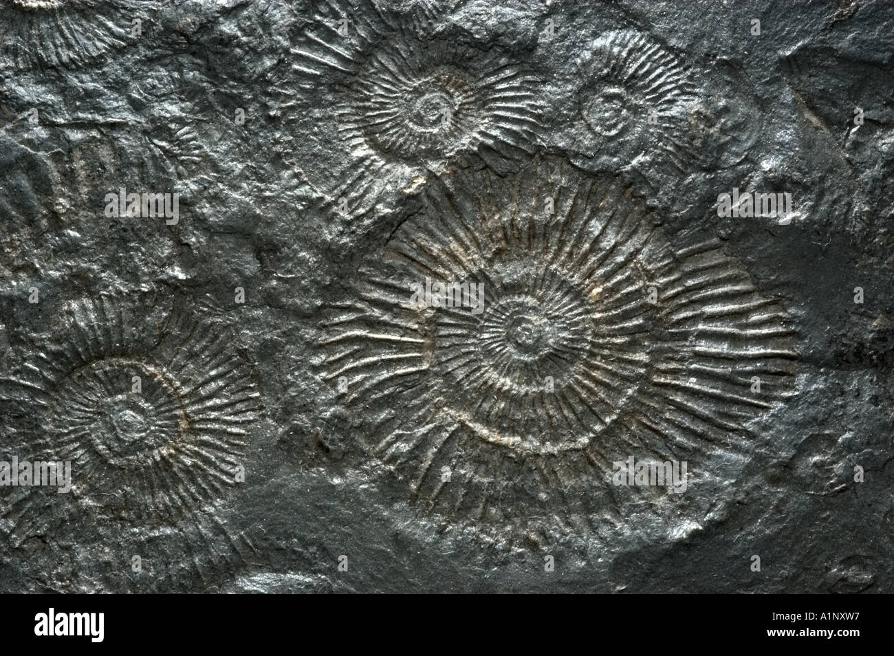 fossil ammonite shells Stock Photo - Alamy