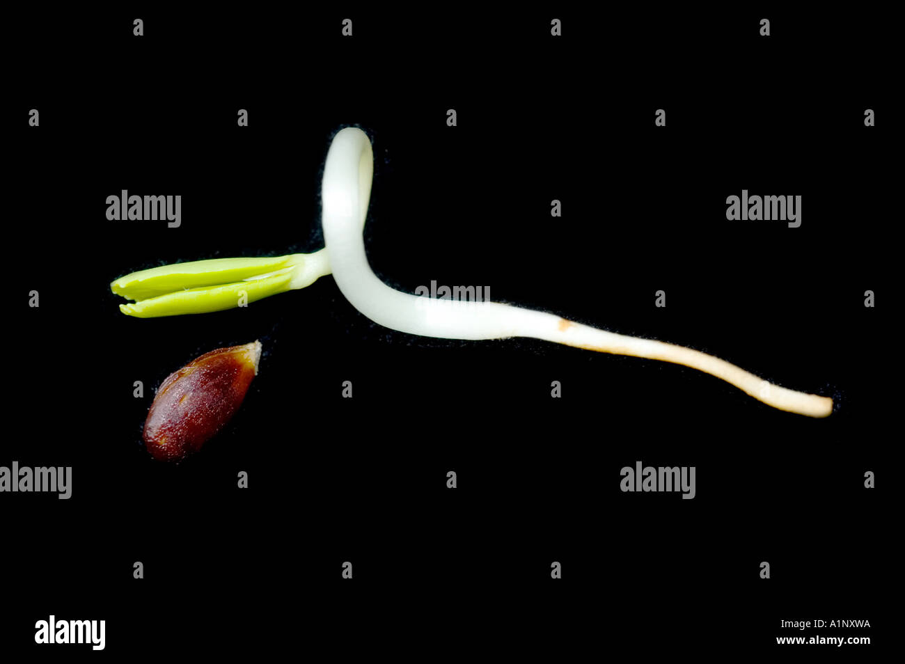 Apple seed germination hi-res stock photography and images - Alamy