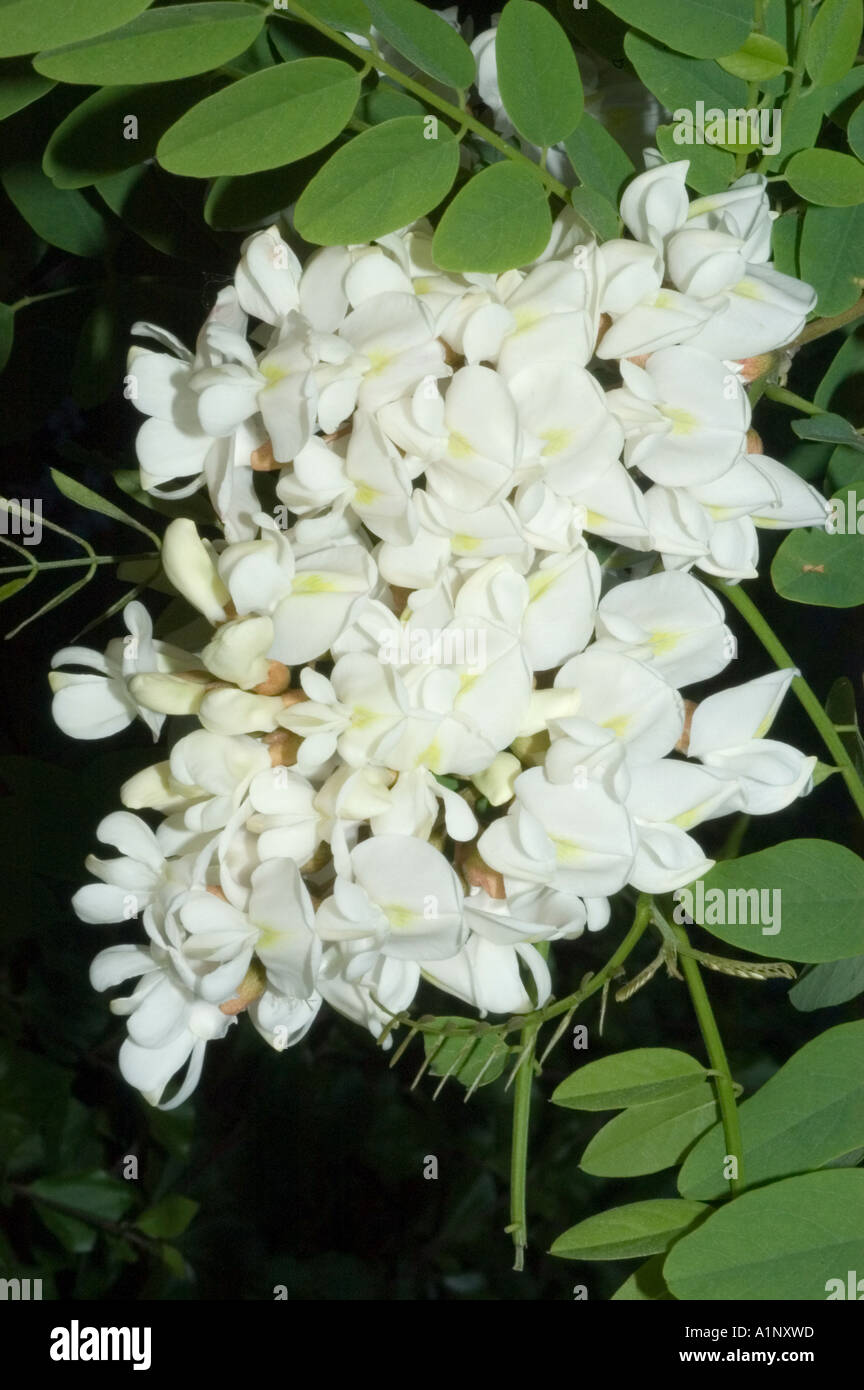 black locust in bloom Robinia pseudoacacia common or yellow locust ...