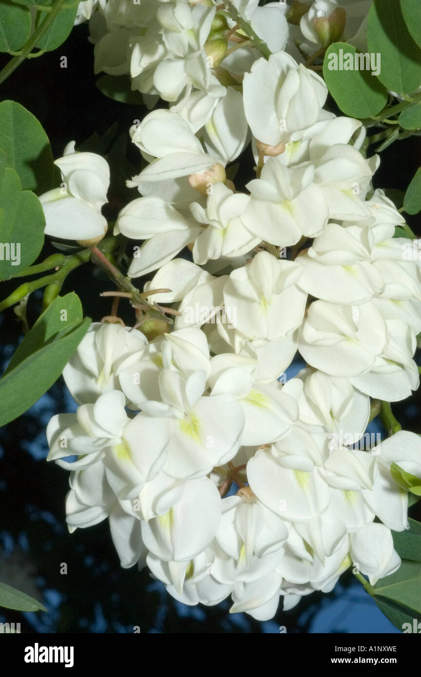 black locust in bloom Robinia pseudoacacia common or yellow locust ...