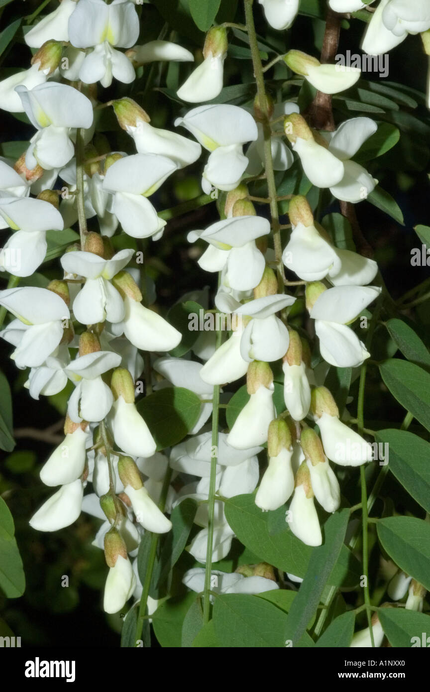 black locust in bloom Robinia pseudoacacia common or yellow locust ...