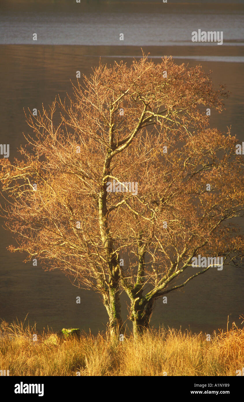 Lone Alder Trees on edge of Scottish Loch Stock Photo - Alamy