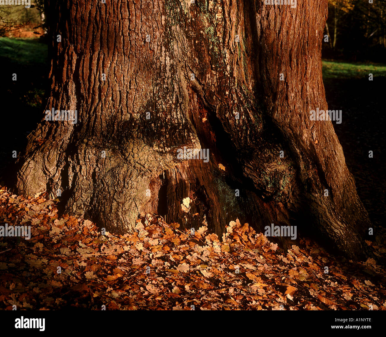Oak tree kent hi-res stock photography and images - Alamy