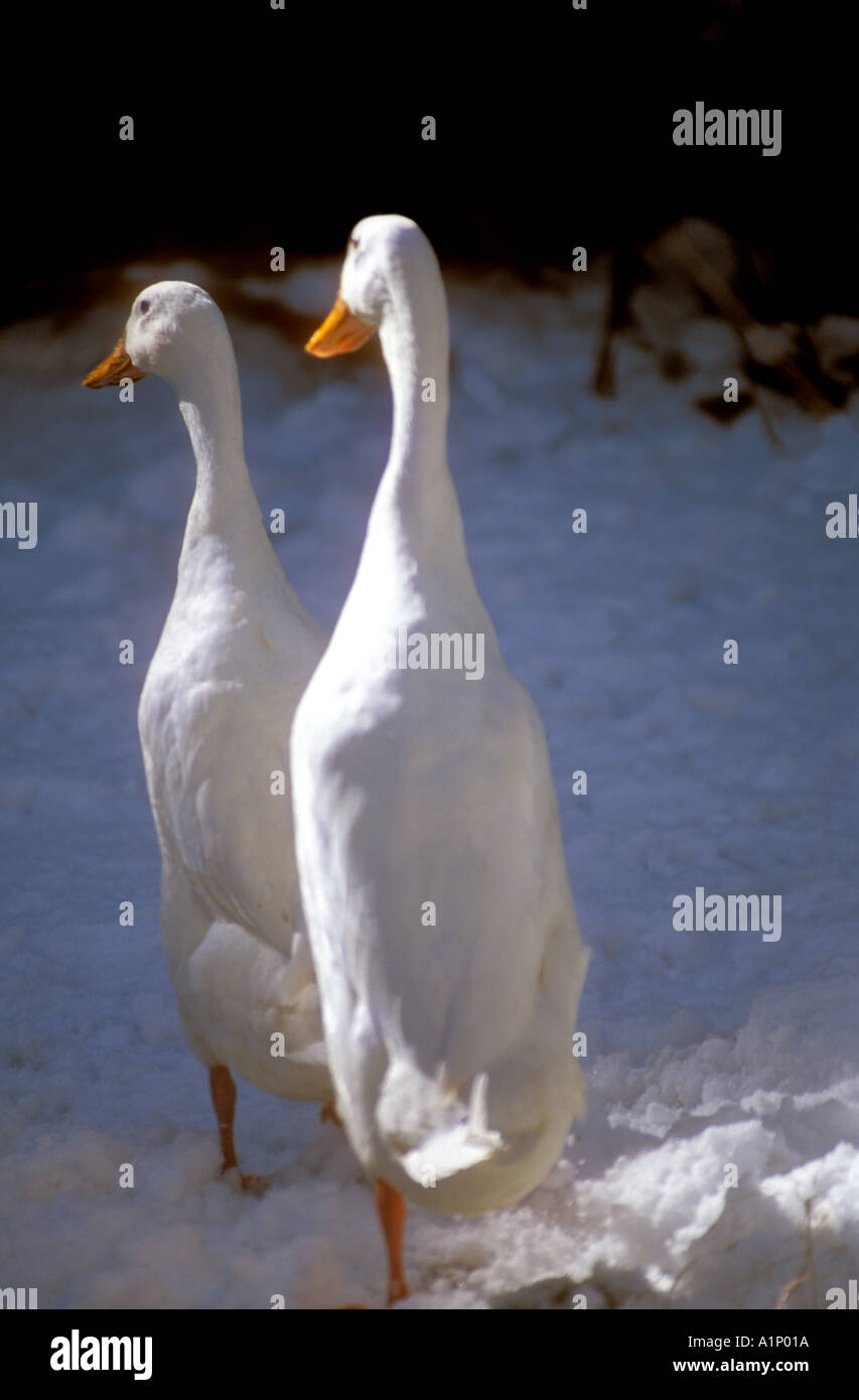 Male female indian runner ducks hi-res stock photography and images - Alamy