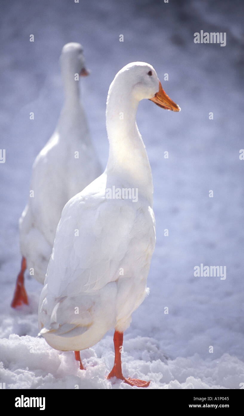 Male female indian runner ducks hi-res stock photography and images - Alamy