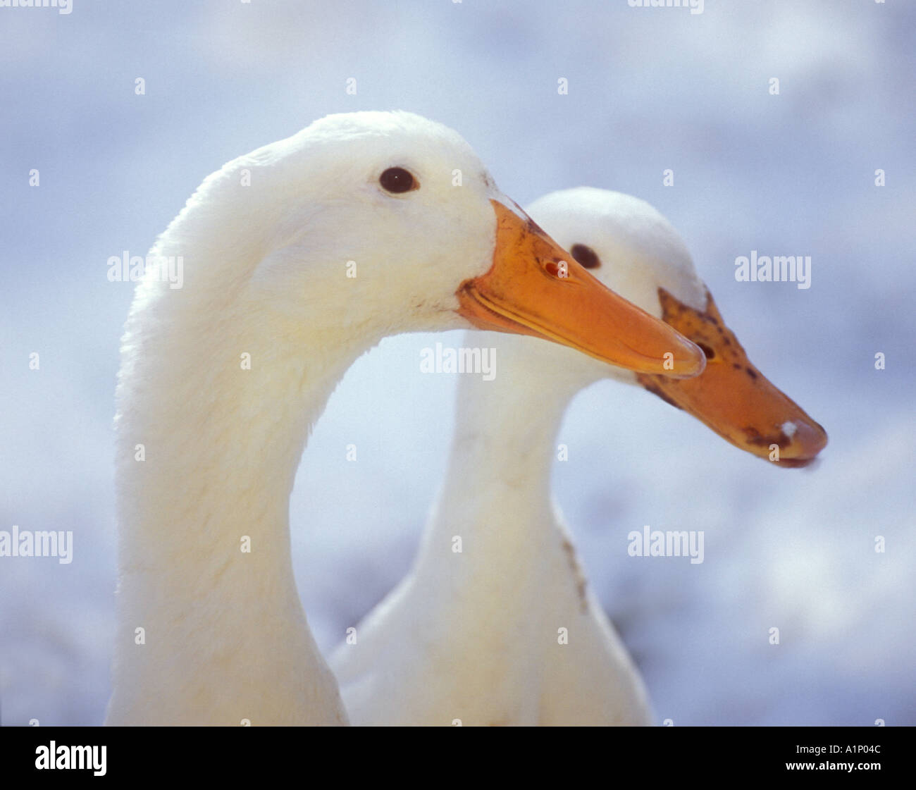 Pair of Indian Runner ducks in the snow Stock Photo - Alamy