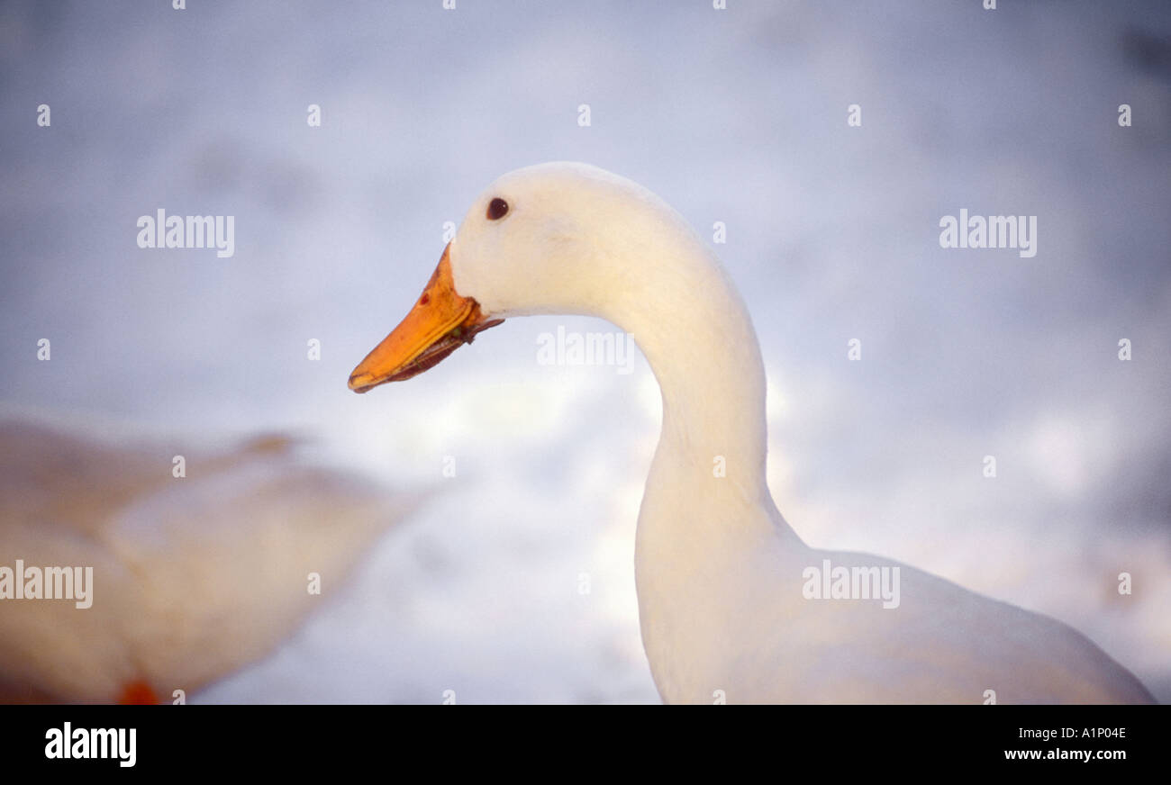 Indian runner ducks in the snow Stock Photo - Alamy
