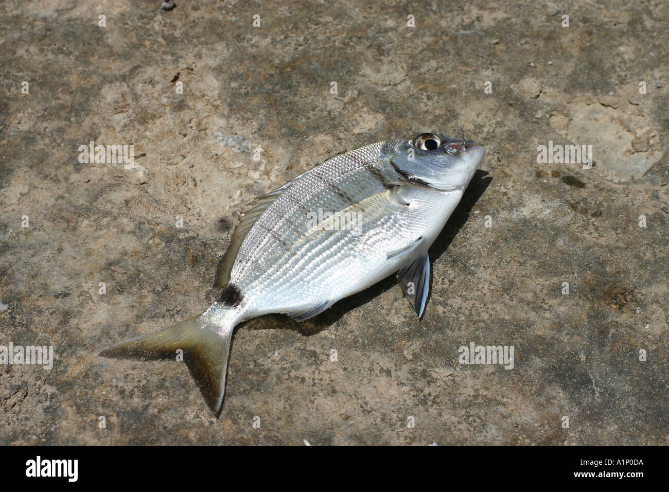 Tel Aviv shore Stock Photo - Alamy