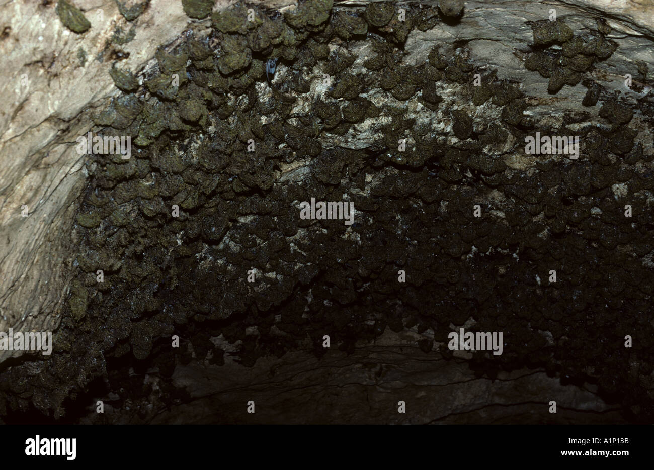 Cave species hi-res stock photography and images - Alamy