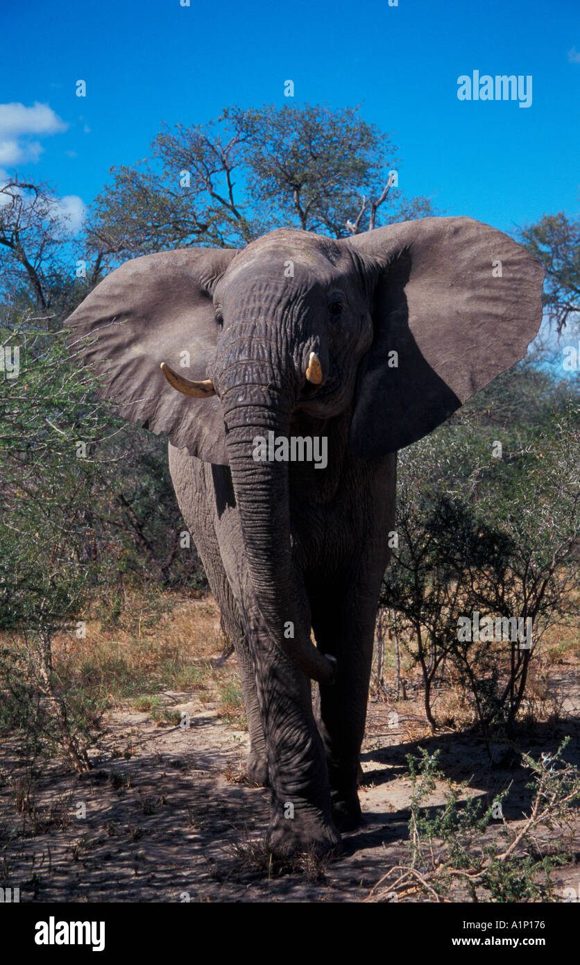 Elephant threat display hi-res stock photography and images - Alamy