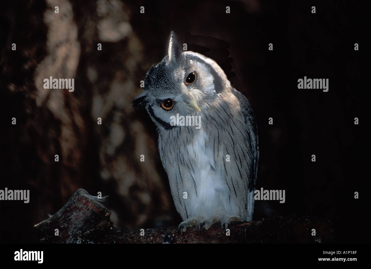White Faced Scops Owl taken at Paradise Park wildlife sanctuary near St ...