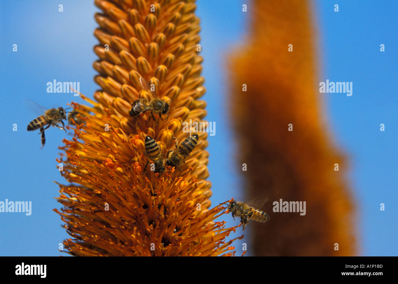 African bees hi-res stock photography and images - Alamy