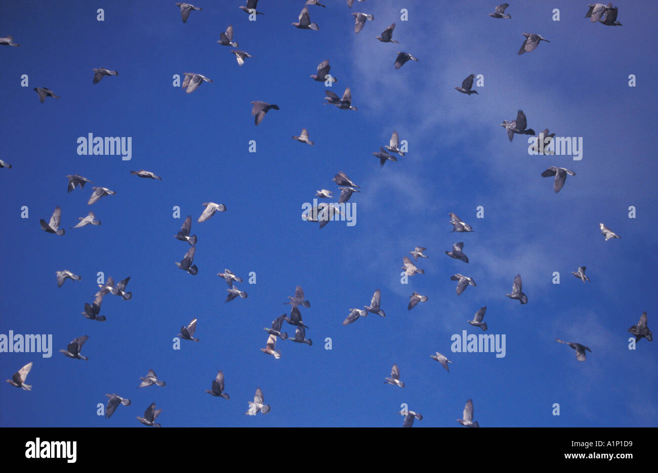 Pigeons numbers hi-res stock photography and images - Alamy