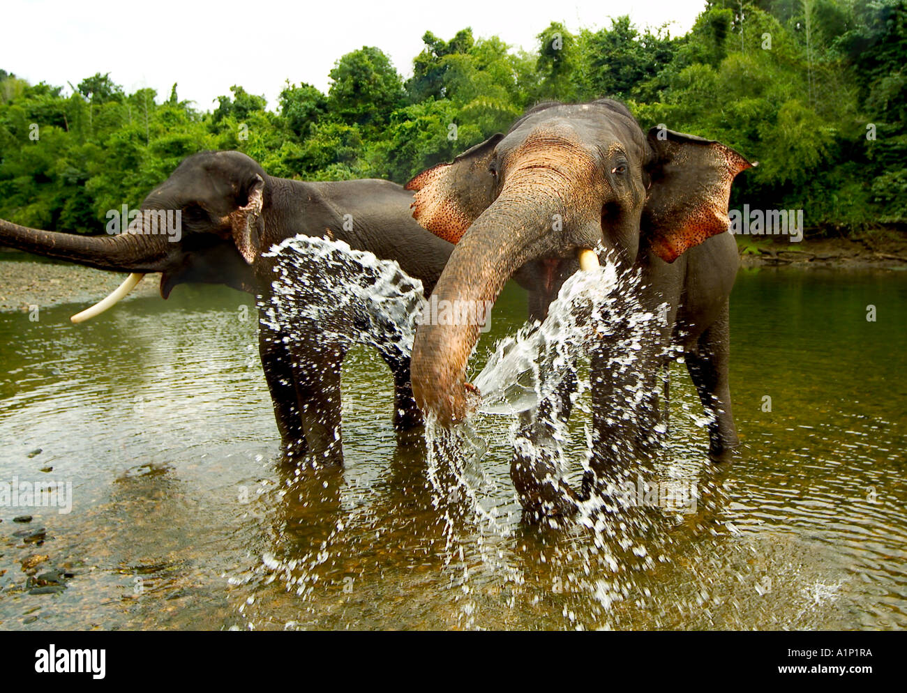 Wild elephant shower hi-res stock photography and images - Alamy