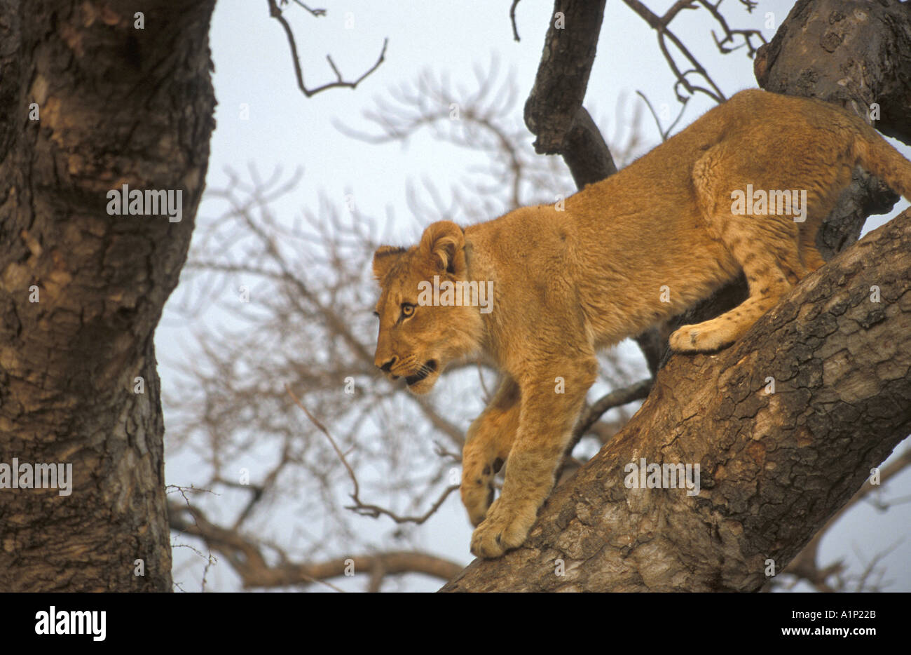 Lion cub in tree Stock Photo - Alamy