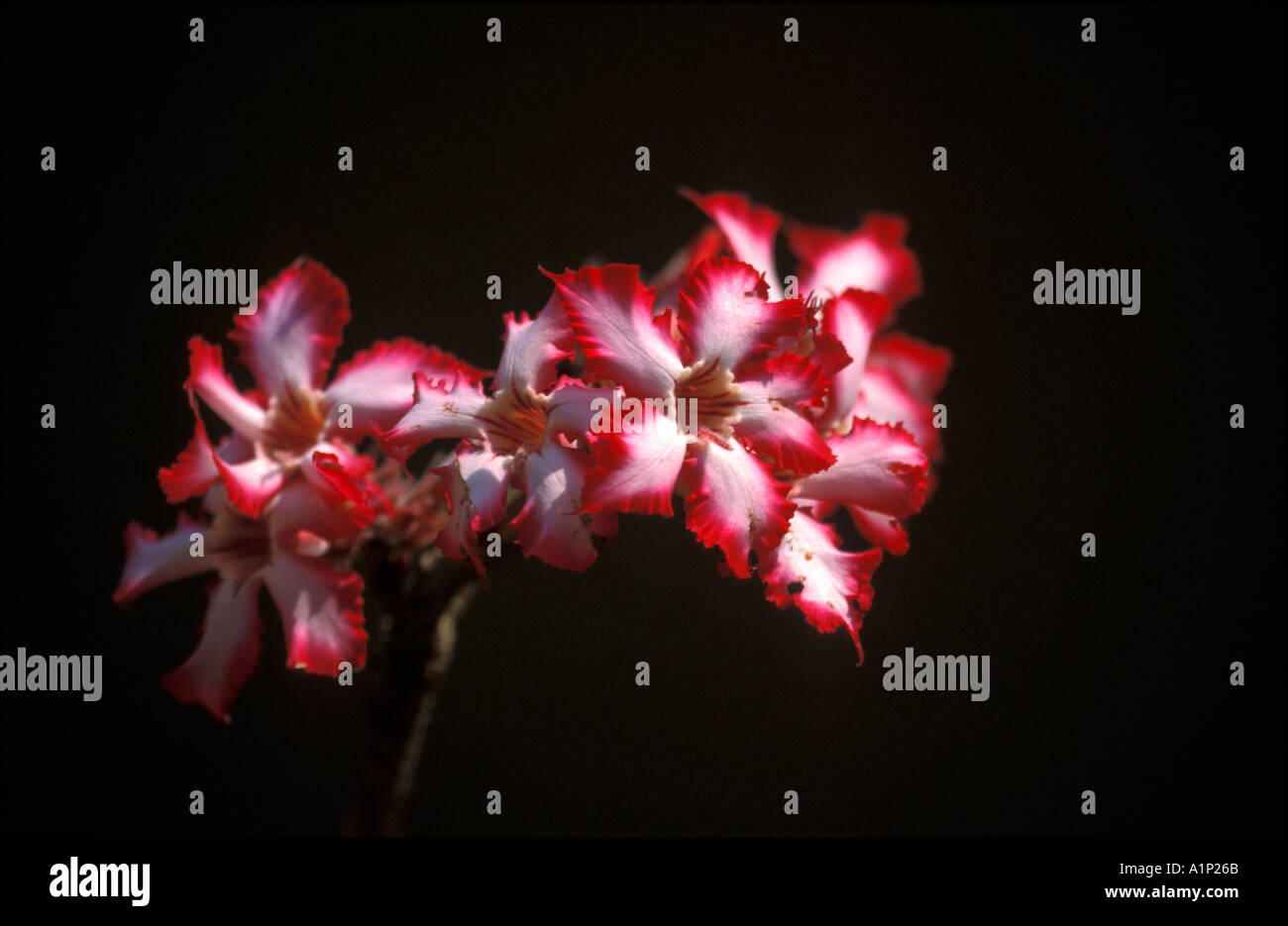 Impala Lily flowers, denium multiflorum Stock Photo - Alamy