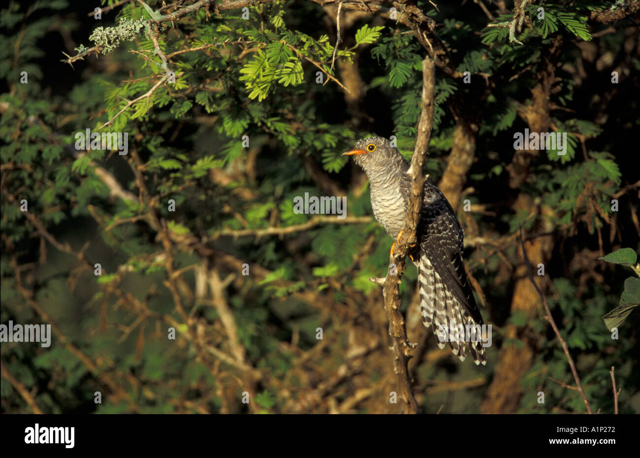 Red Chested Cuckoo Stock Photo - Alamy