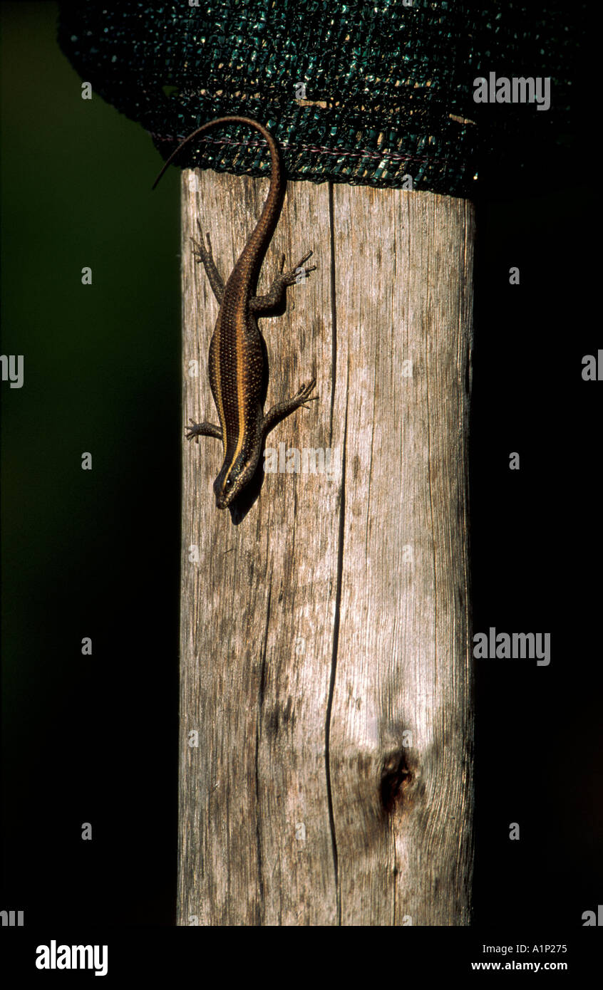 Variable colour hi-res stock photography and images - Alamy