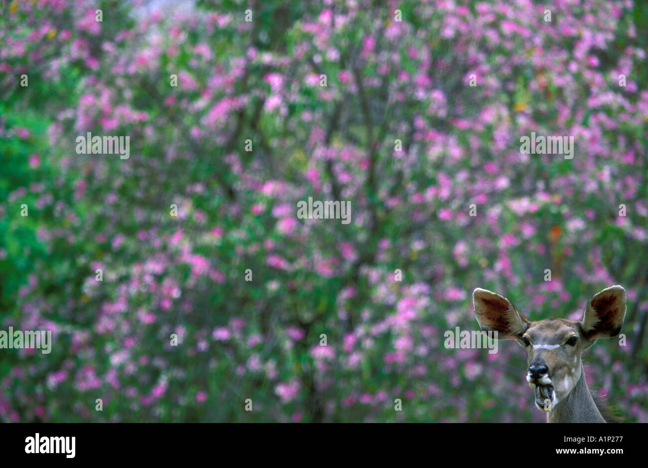 Female Kudu chewing seed pod Stock Photo - Alamy