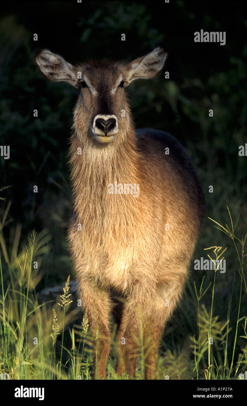 Female Common waterbuck Stock Photo - Alamy