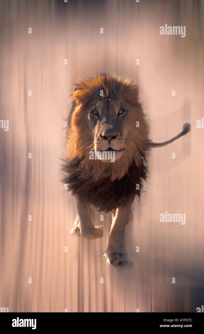 Lion Running Fast Wallpaper