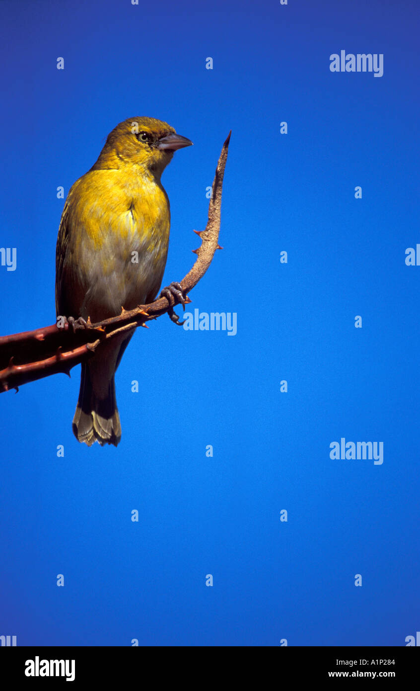 Lesser Masked Weaver Female Stock Photo - Alamy