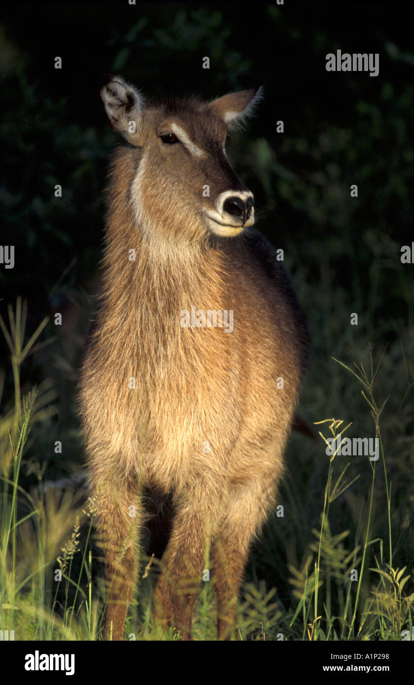 Female Common waterbuck Stock Photo - Alamy